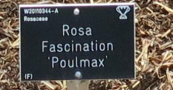 Rosa 'Fascination' (POUlmax) - Class 5