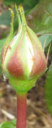 Rosa 'First Great Western' - Class 4