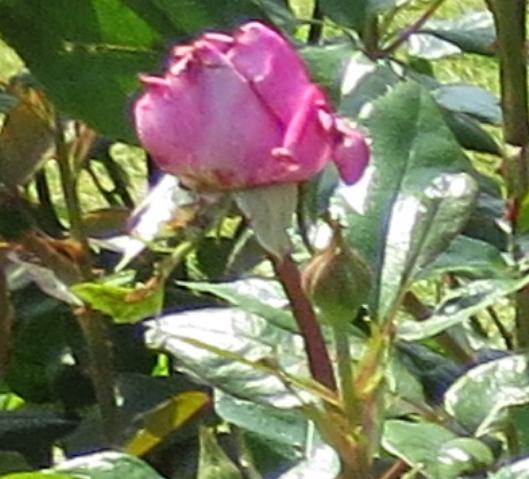 Rosa 'First Great Western' - Class 4