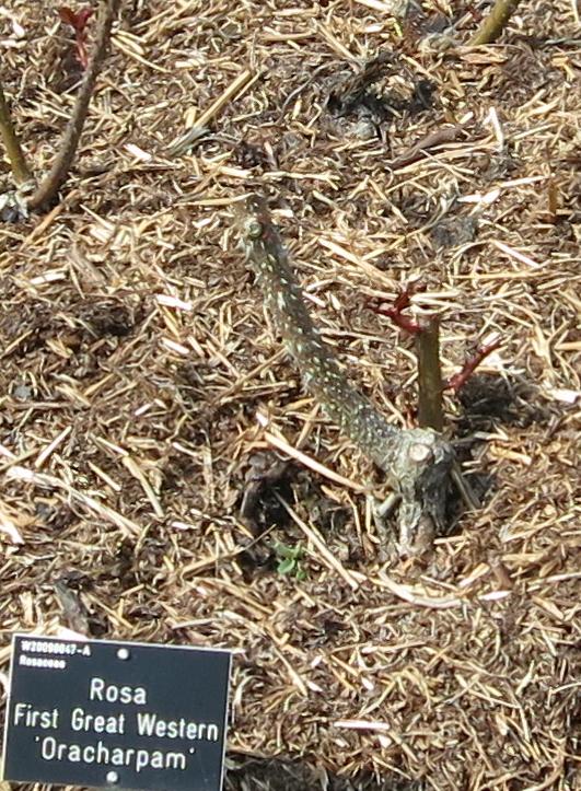 Rosa 'First Great Western' - Class 4