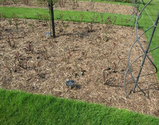 Rosa 'First Great Western' - Class 4