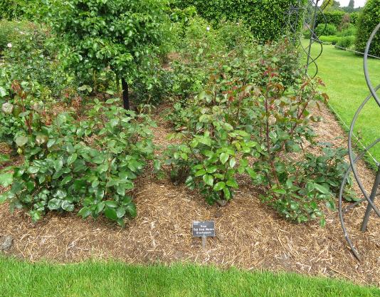 Rosa 'First Great Western' - Class 4