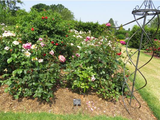 Rosa 'First Great Western' - Class 4