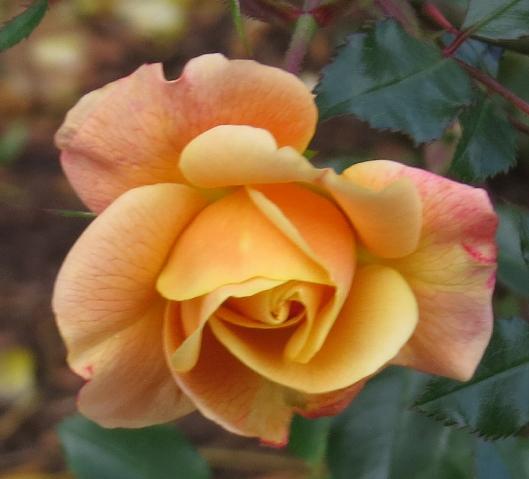 Rosa 'Flower Carpet Amber' - Class 3