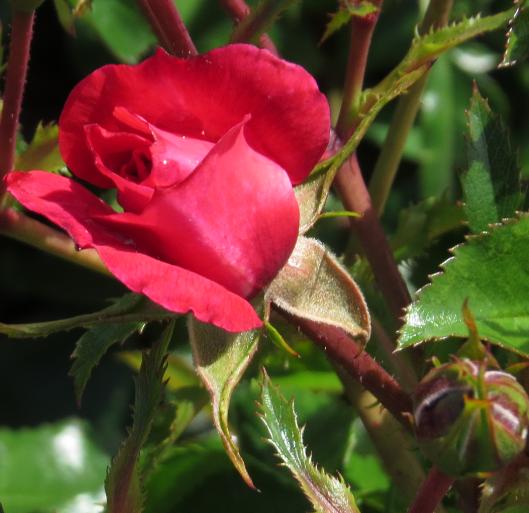 Rosa 'Flower Carpet Ruby' - Class 3