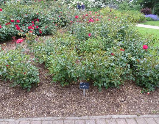 Rosa 'Flower Carpet Ruby' - Class 3