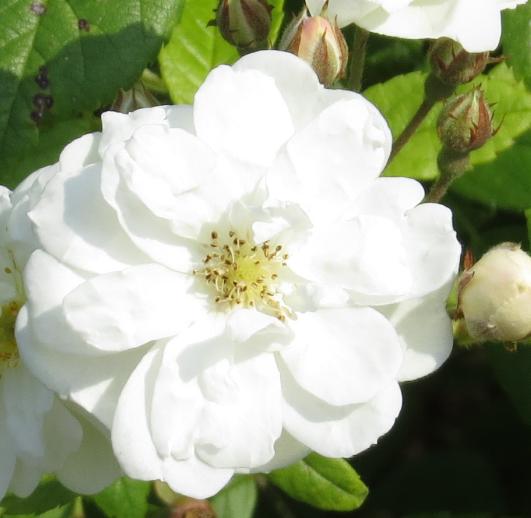 Rosa 'Francine Austin' - Class 19a