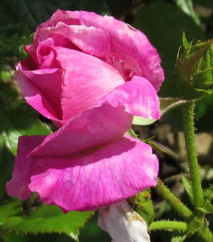 Modern Roses: 5 Cluster-Flowered (Shrub) - 'Escapade'