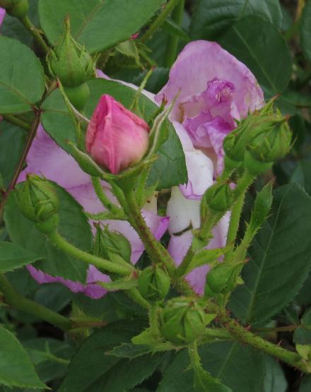 Modern Roses: 5 Cluster-Flowered (Shrub) - 'Escapade'