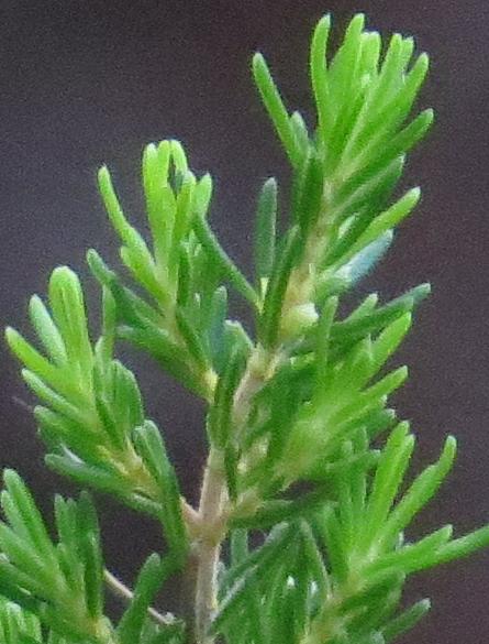 Erica arborea 'Estrella Gold' - H0