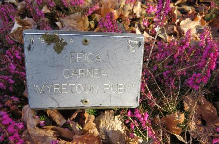 Erica carnea 'Myretoun Ruby' - H12