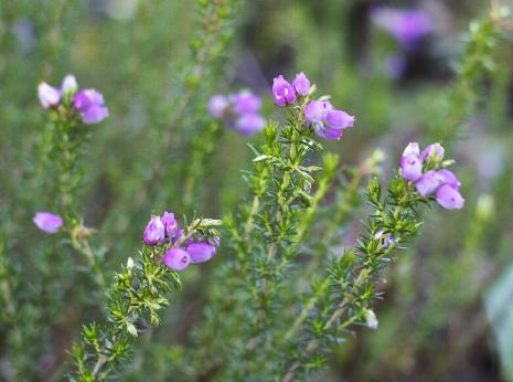Erica cinerea 'Cevennes' - H2