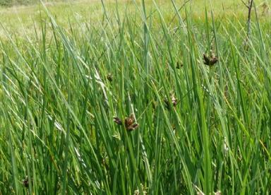 SEDGE RUSH LIKE family